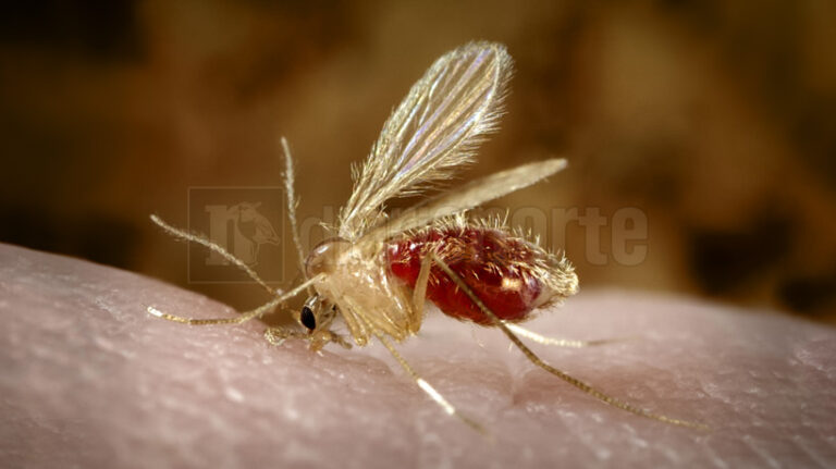 Detectado en Rivera el vector que transmite la Leishmaniasis visceral ...